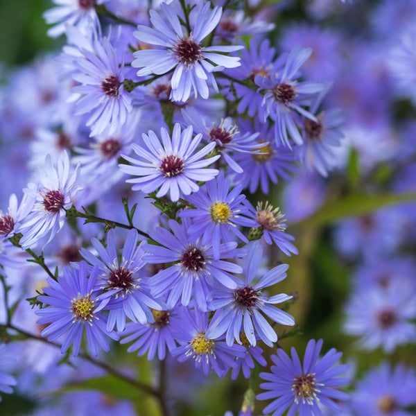 Symphyotrichum 'Little Carlow' (_cordifolium_ hybrid) – Hardy's Cottage ...